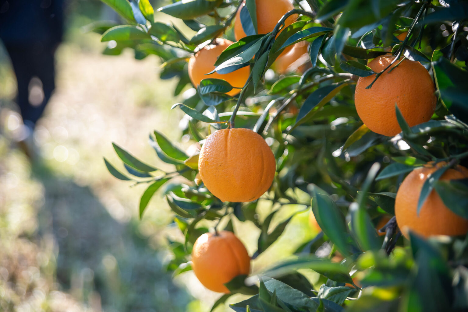 ARANCE FIORONI (GRANDI) Navel di Sicilia - arance di ribera