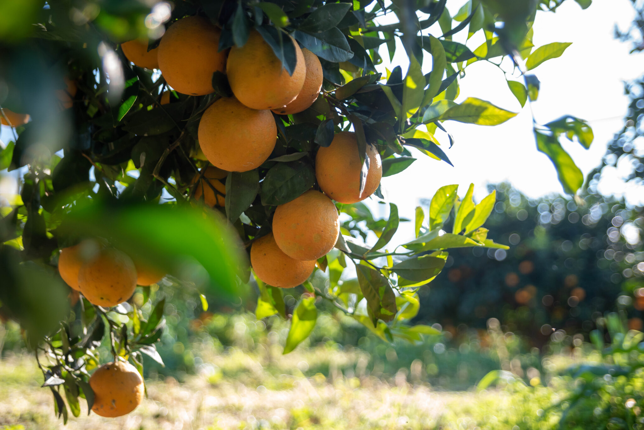Arance di Sicilia prodotte a Ribera - Aranceok.com